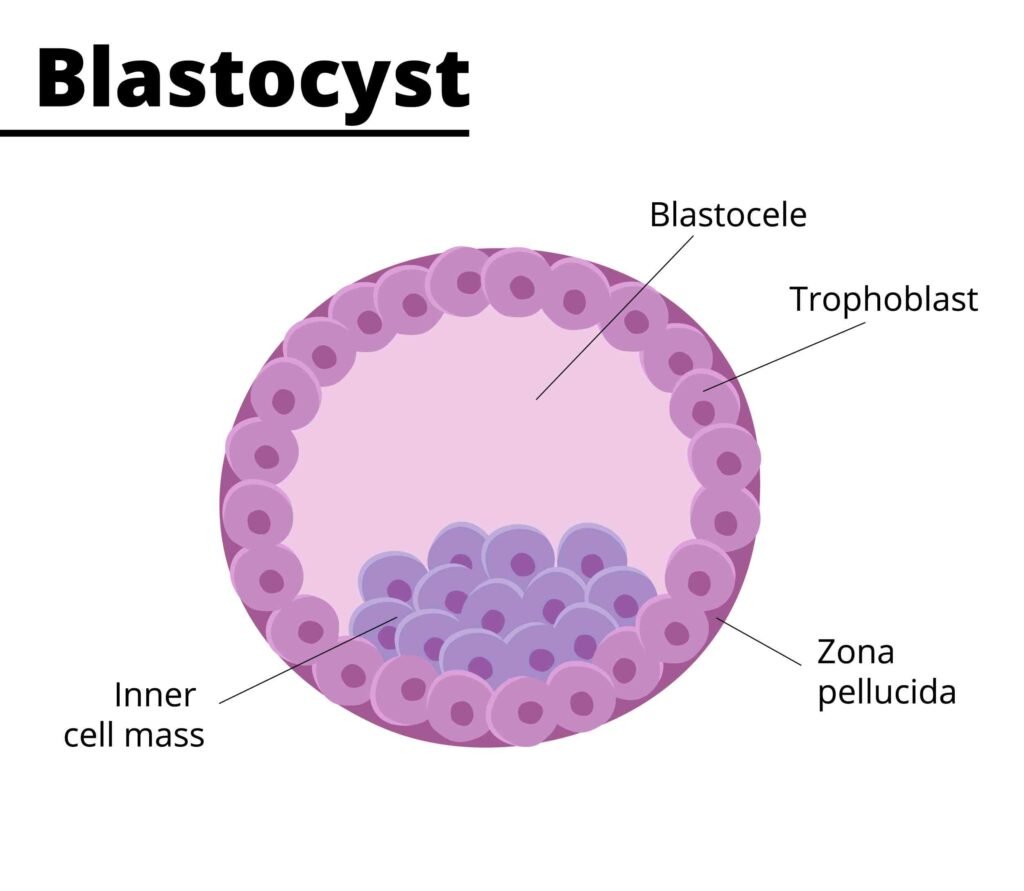 The Role of Embryo Grading In IVF - Ayaansh IVF